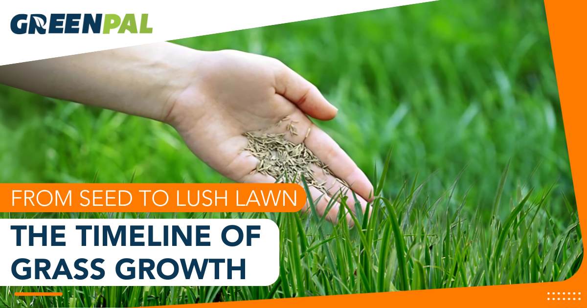 How long does it take grass seed to grow? | GreenPal