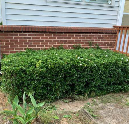 Mateo Landscaping Lawn Care Services in Augusta, NC