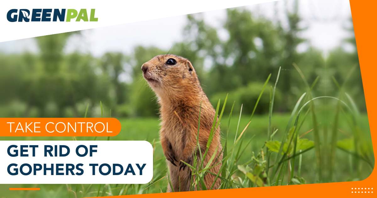 The Ultimate Guide on How to Get Rid of Gophers in Your Yard