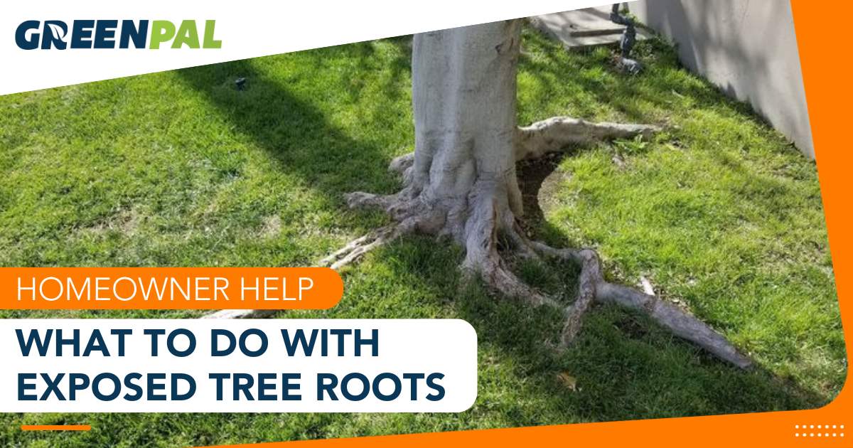 What can I do with exposed tree roots in my lawn? (3 Simple Solutions)