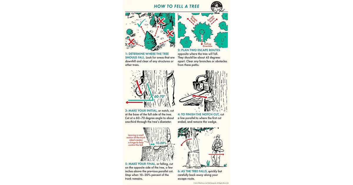 How to Fell a Tree (Illustrated Guide) | GreenPal
