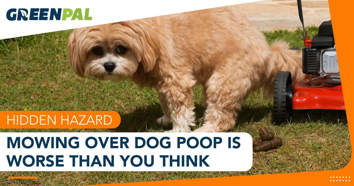 Can mowing over dog poop be dangerous? {It's Worse Than You Imagined}