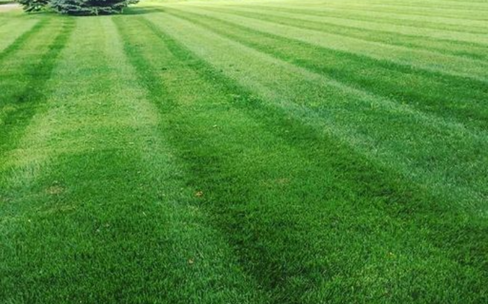 Patrick's Lawn Care Lawn Care Services in Brentwood, MO