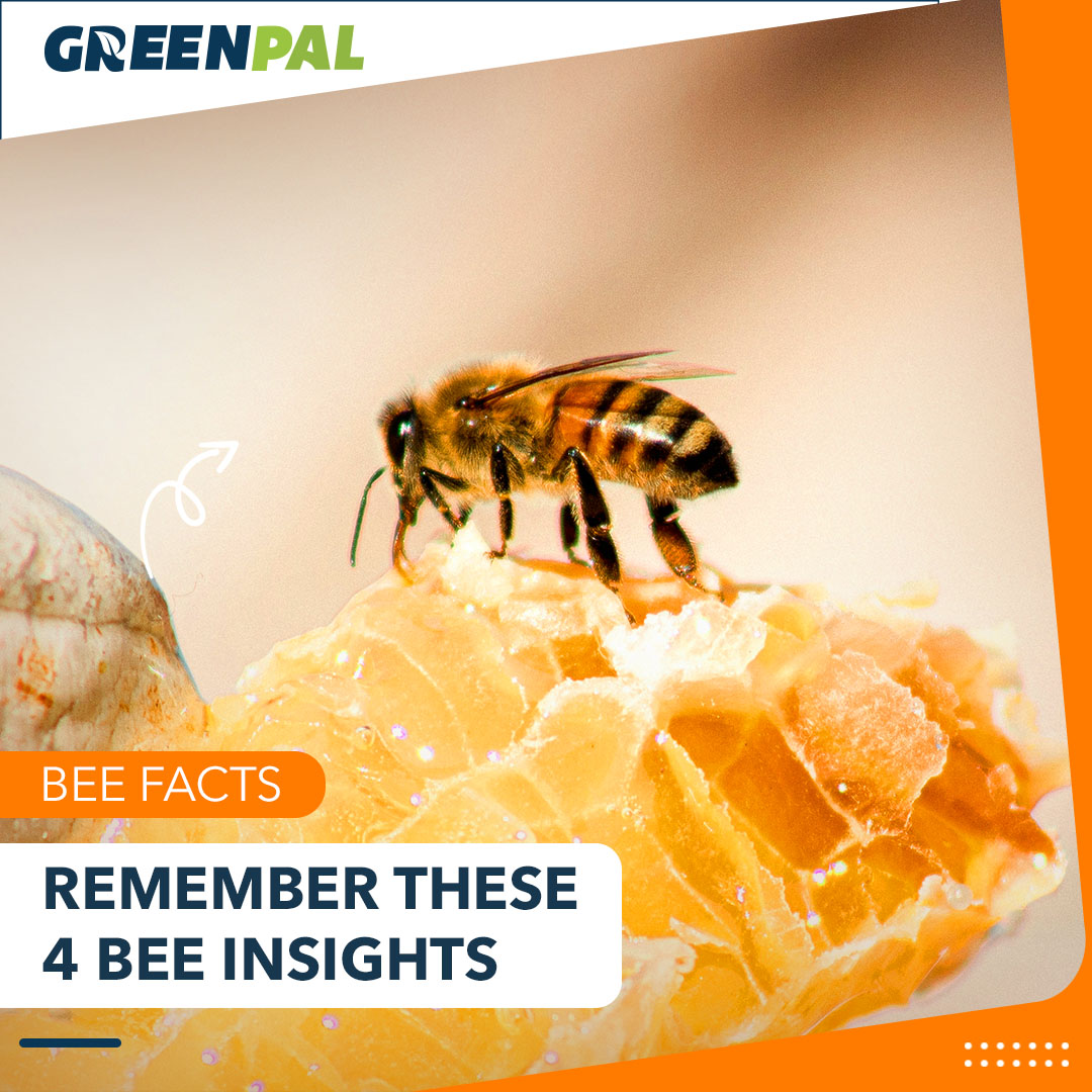 4 Interesting Native Bee Species Facts To Keep in Mind | GreenPal