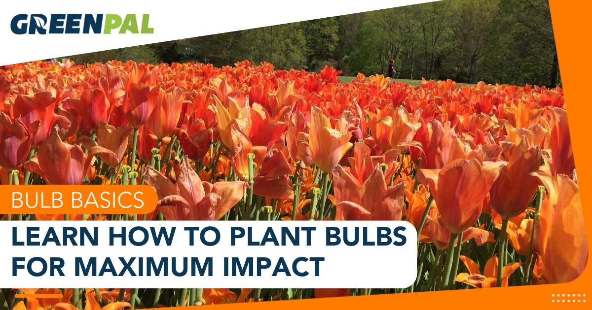 How to Plant and Use Bulbs Effectively for a Stunning Lawn? | GreenPal