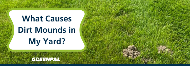 What Causes Dirt Mounds in My Yard? (And How to Tell What’s Behind