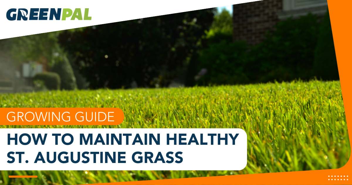 How to Plant and Care for St. Augustine Grass | GreenPal