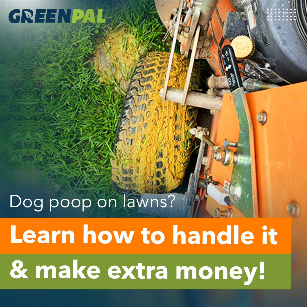 How do I handle dog poop on my clients lawn? {And make extra $$$} |