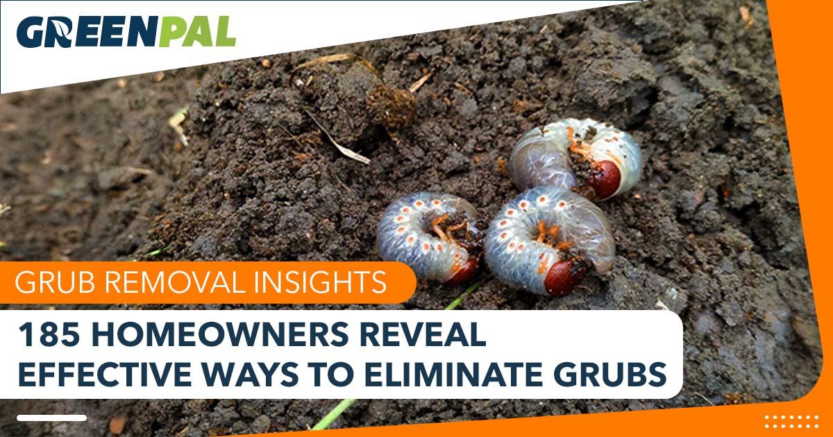 What’s the best way to get rid of grubs? 185 homeowners share their