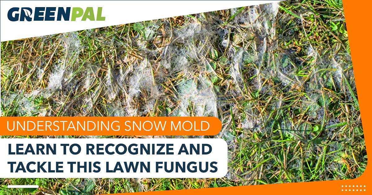 Snow Mold — Preventing, Identifying, and Removing This Funga