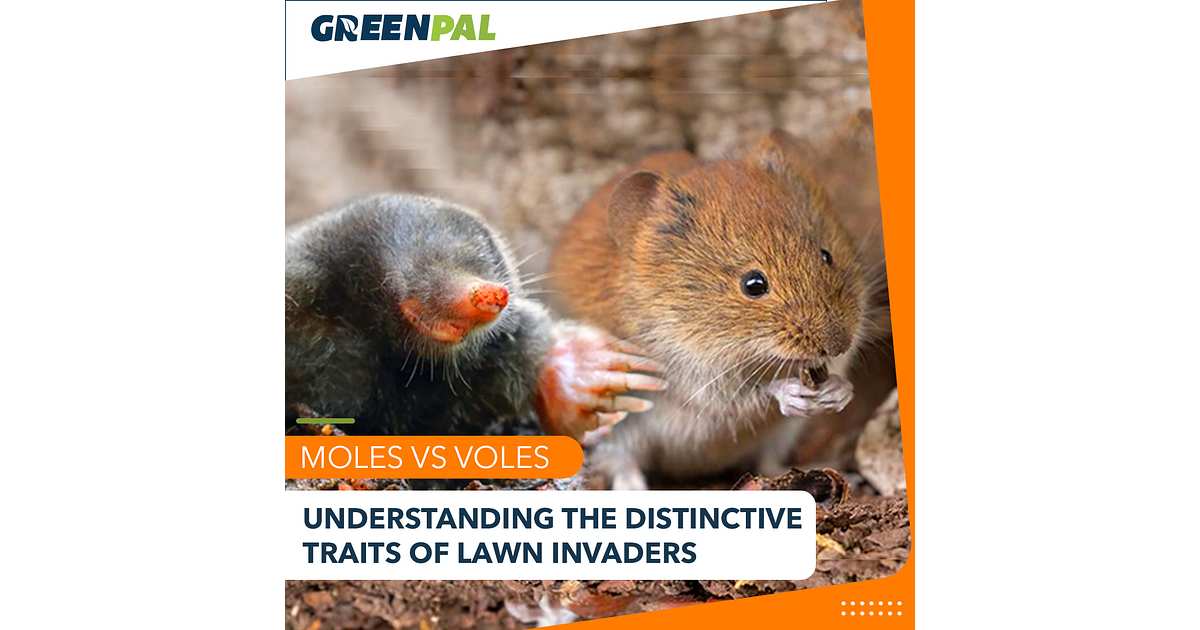 Moles Vs Voles: Revealing The Truth About Two Lawn Invaders | GreenPal