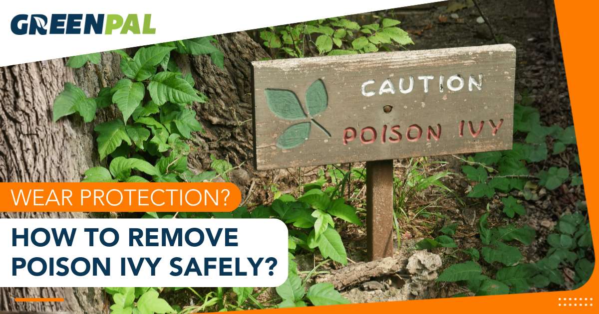 How to Remove Poison Ivy Safely? | GreenPal