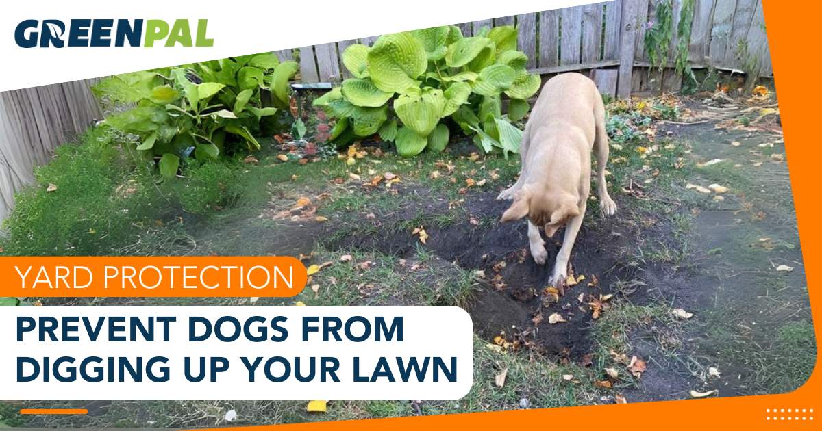Prevent Dog Damage in Your Yard: Stop Digging and Brown Spots